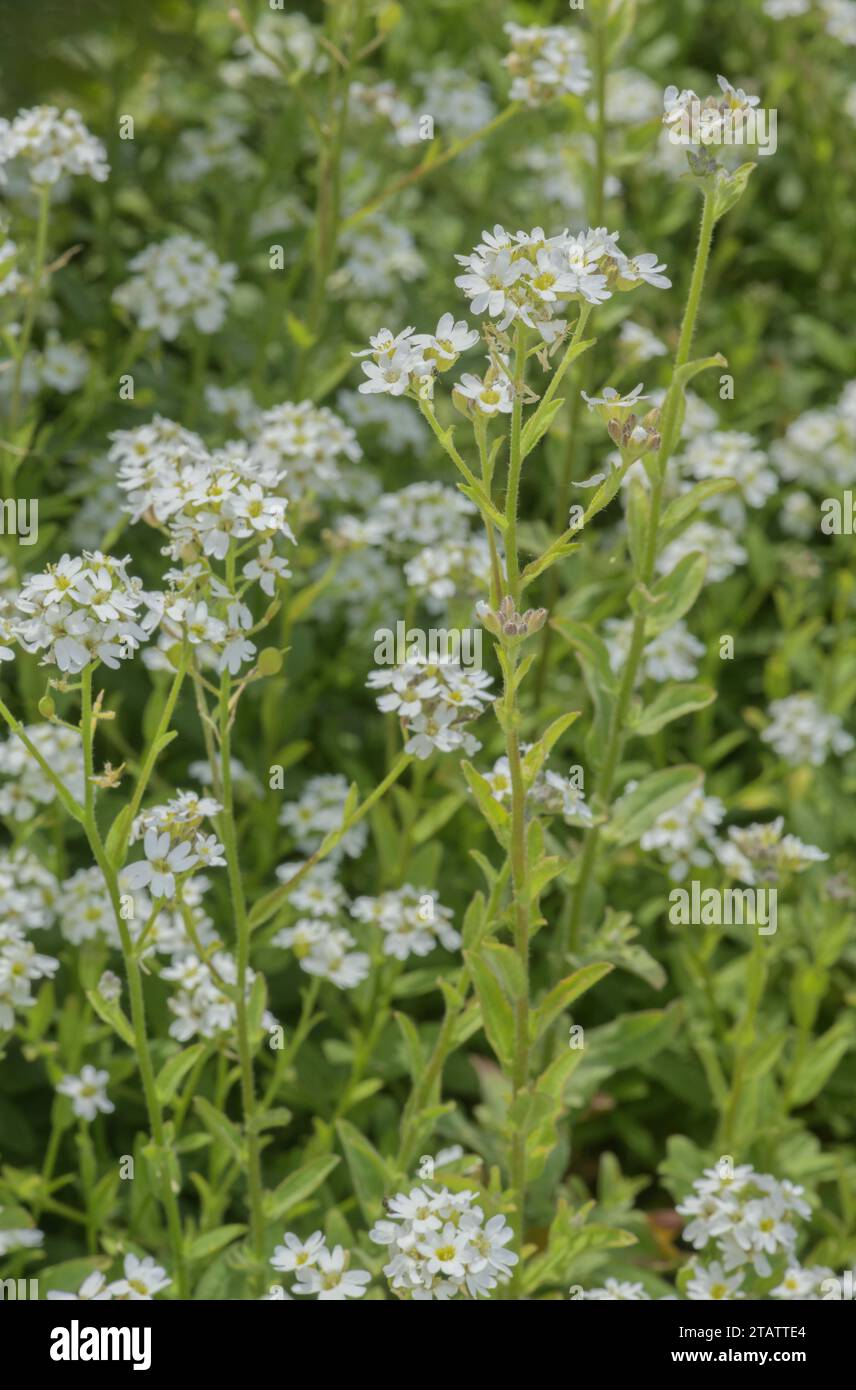 Mutabilis flowers hi-res stock photography and images - Alamy
