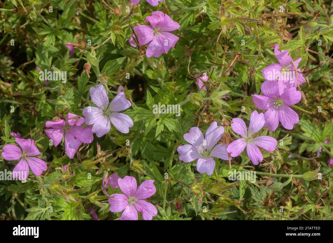 French crane's-bill, Geranium endressii in flower. France Stock Photo ...