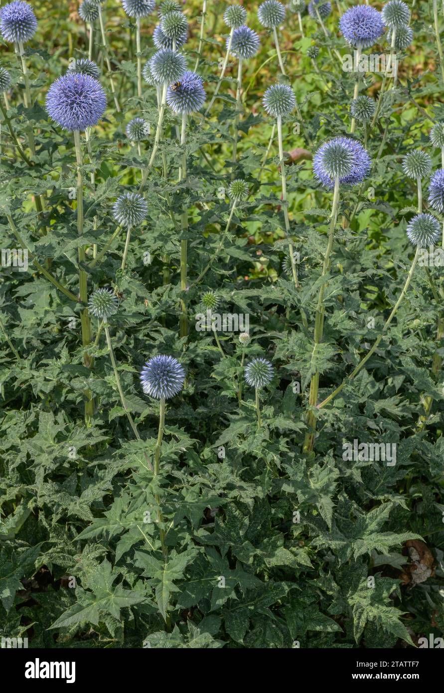 Small globe thistle, Echinops ritro, in flower, France Stock Photo - Alamy