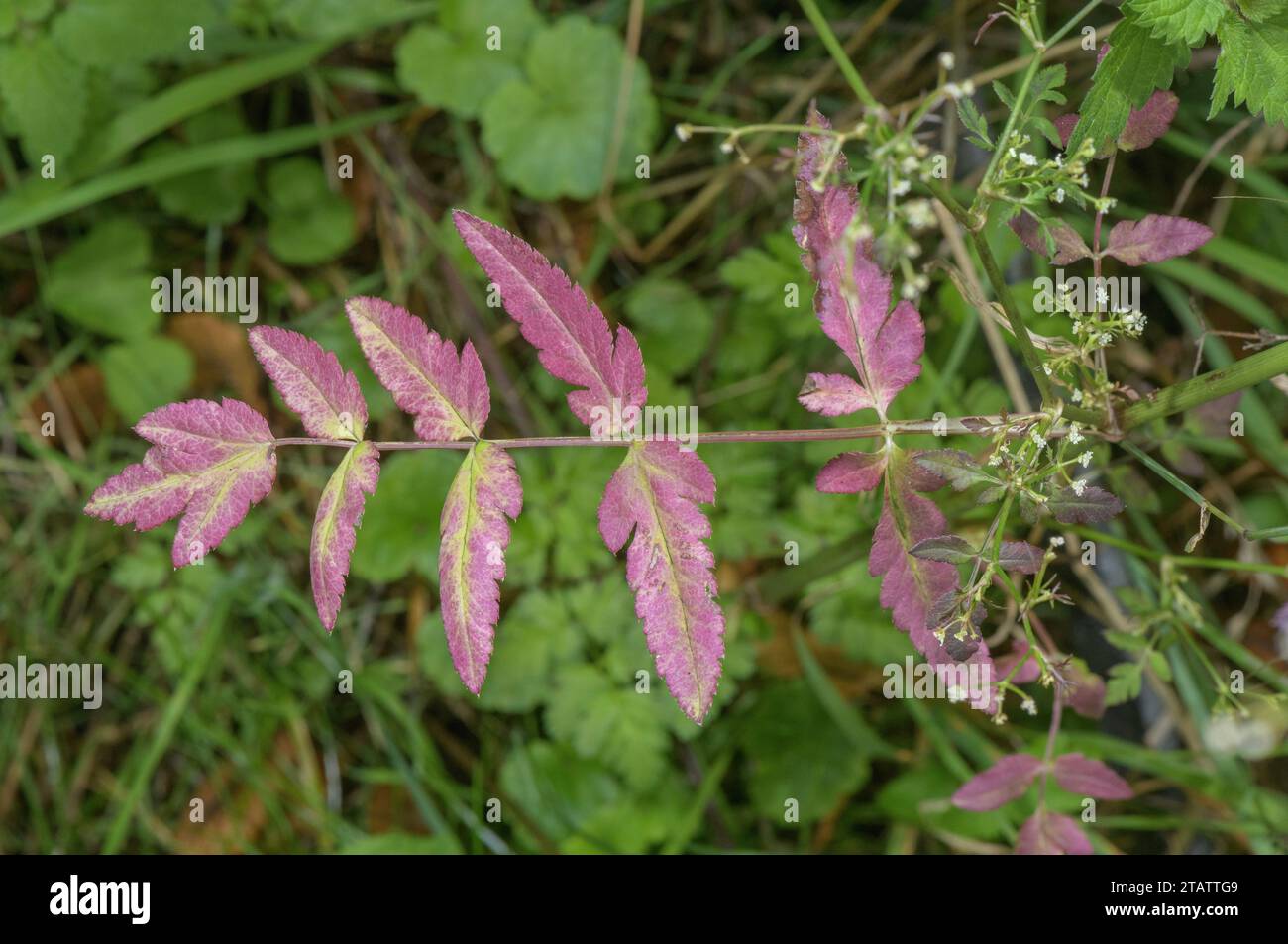 Parsley plant flowering hi-res stock photography and images - Alamy