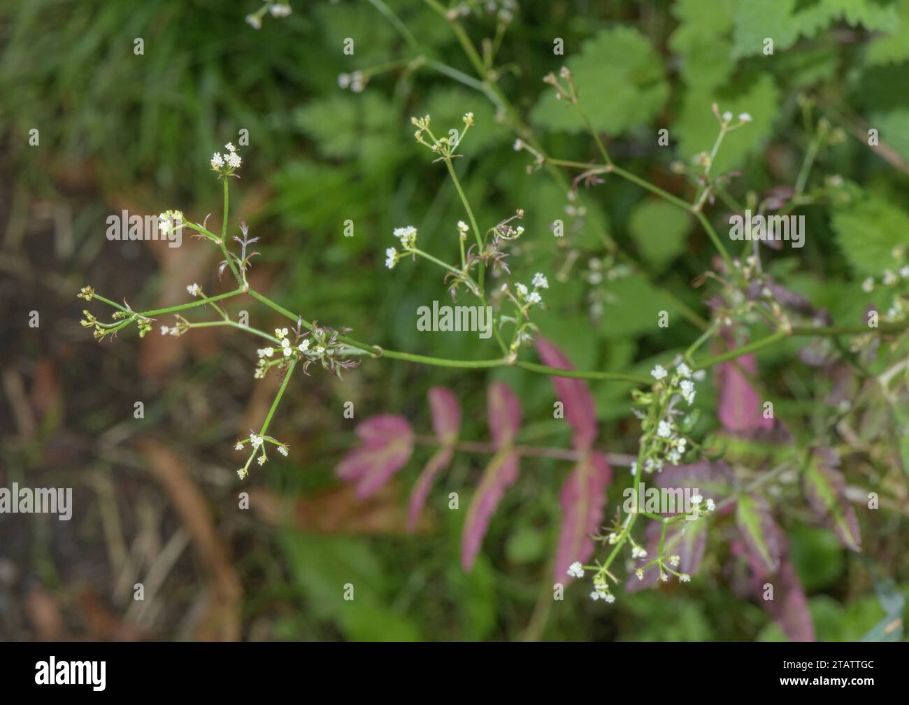 Parsley plant flowering hi-res stock photography and images - Alamy