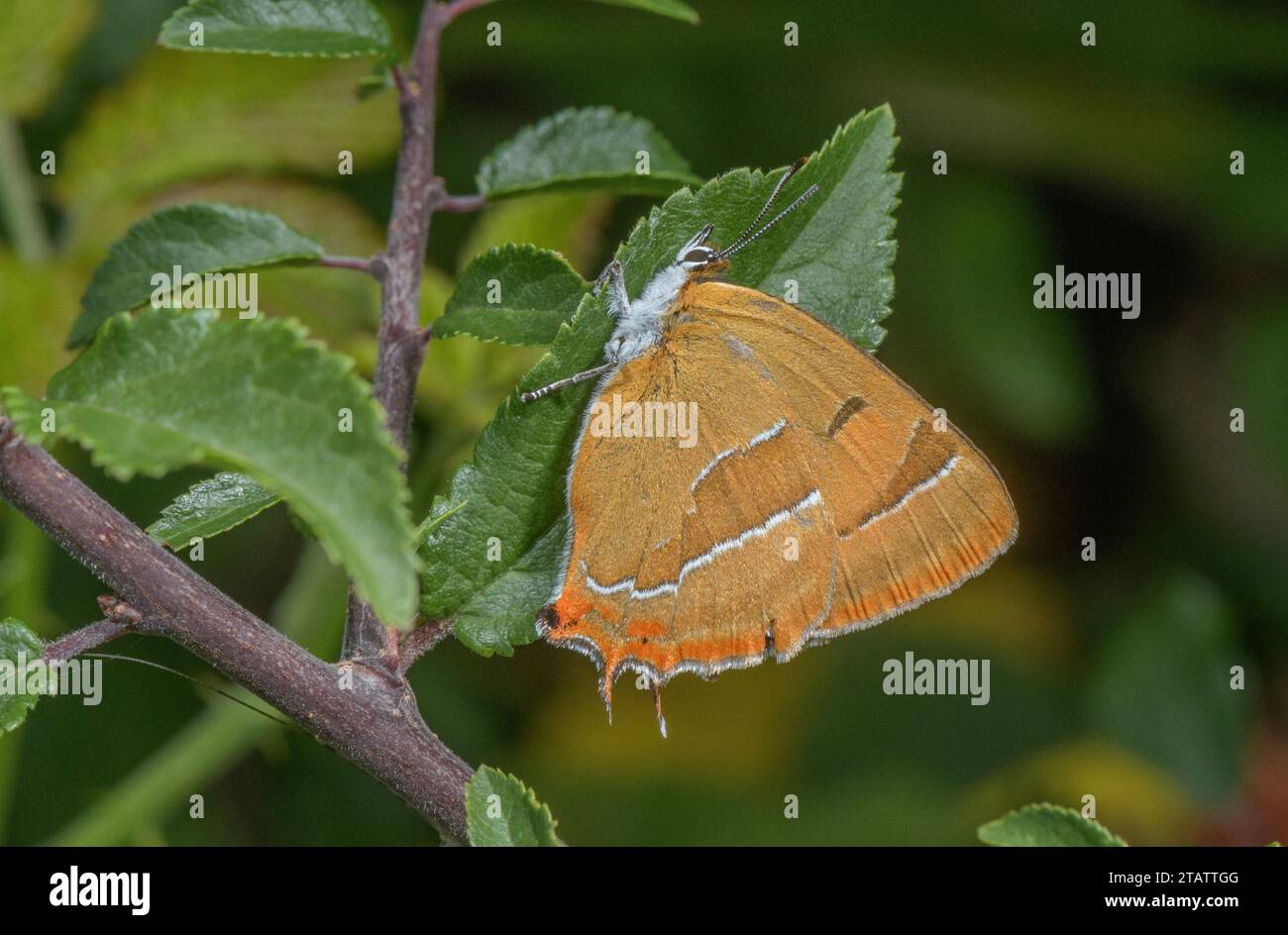 Male Brown Hairstreak, Thecla betulae settled on Blackthorn; Surrey ...