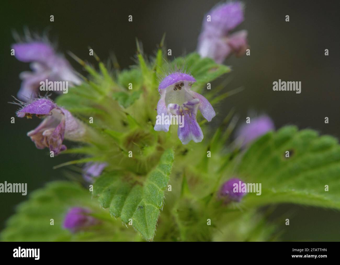 Split lip hi-res stock photography and images - Alamy