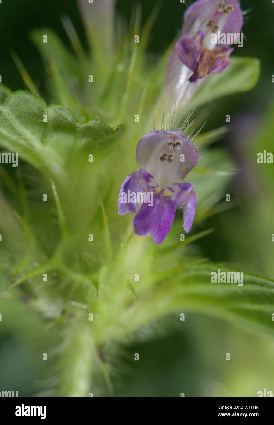 Bifid hemp-nettle, Galeopsis bifida, in flower, Surrey. Uncommon in UK ...