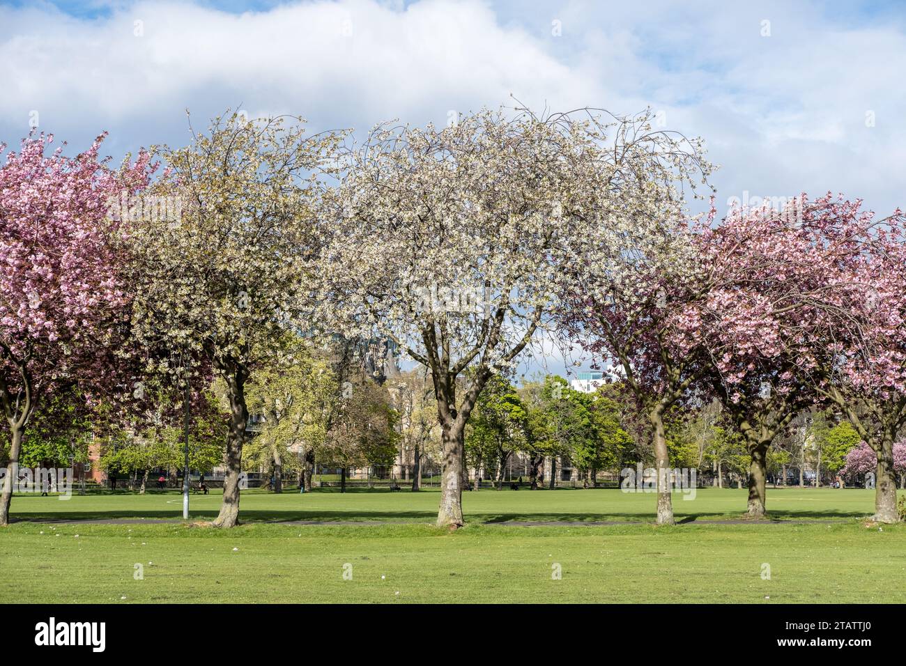 The Meadows park in spring. Beautiful pink Cherry Blossom or Sakura. in ...