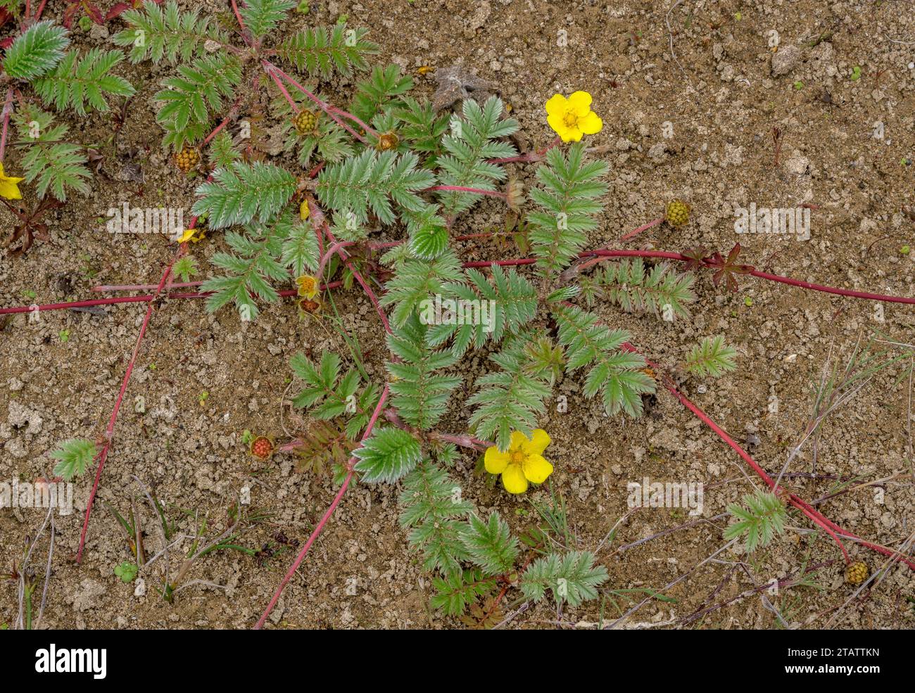 Common silverweed hi-res stock photography and images - Alamy