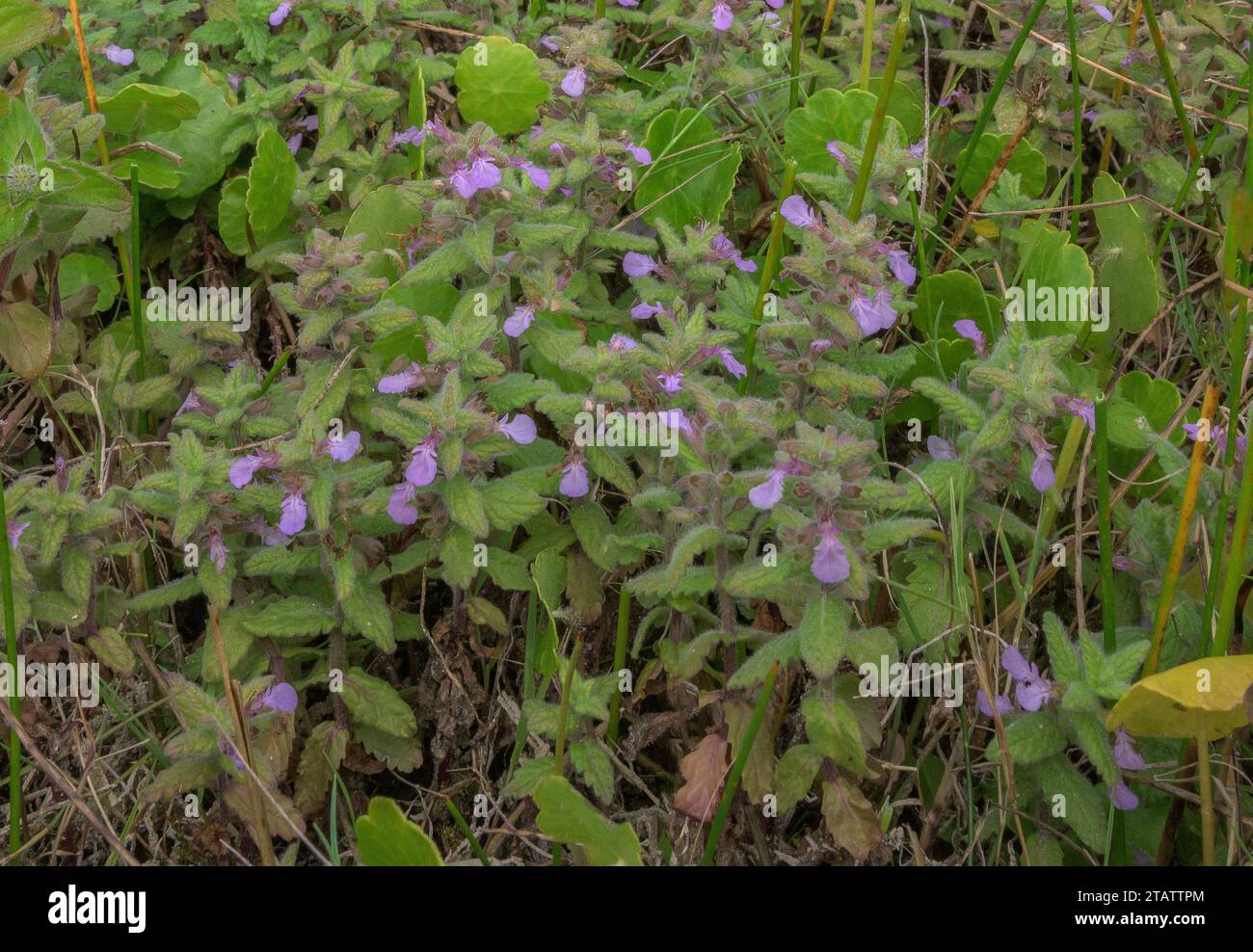 Water Germander, Teucrium scordium, in flower in damp dune hollow ...