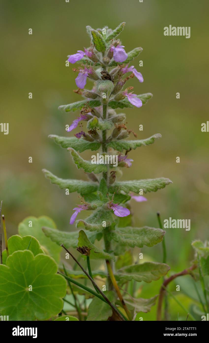 Water Germander, Teucrium scordium, in flower in damp dune hollow ...