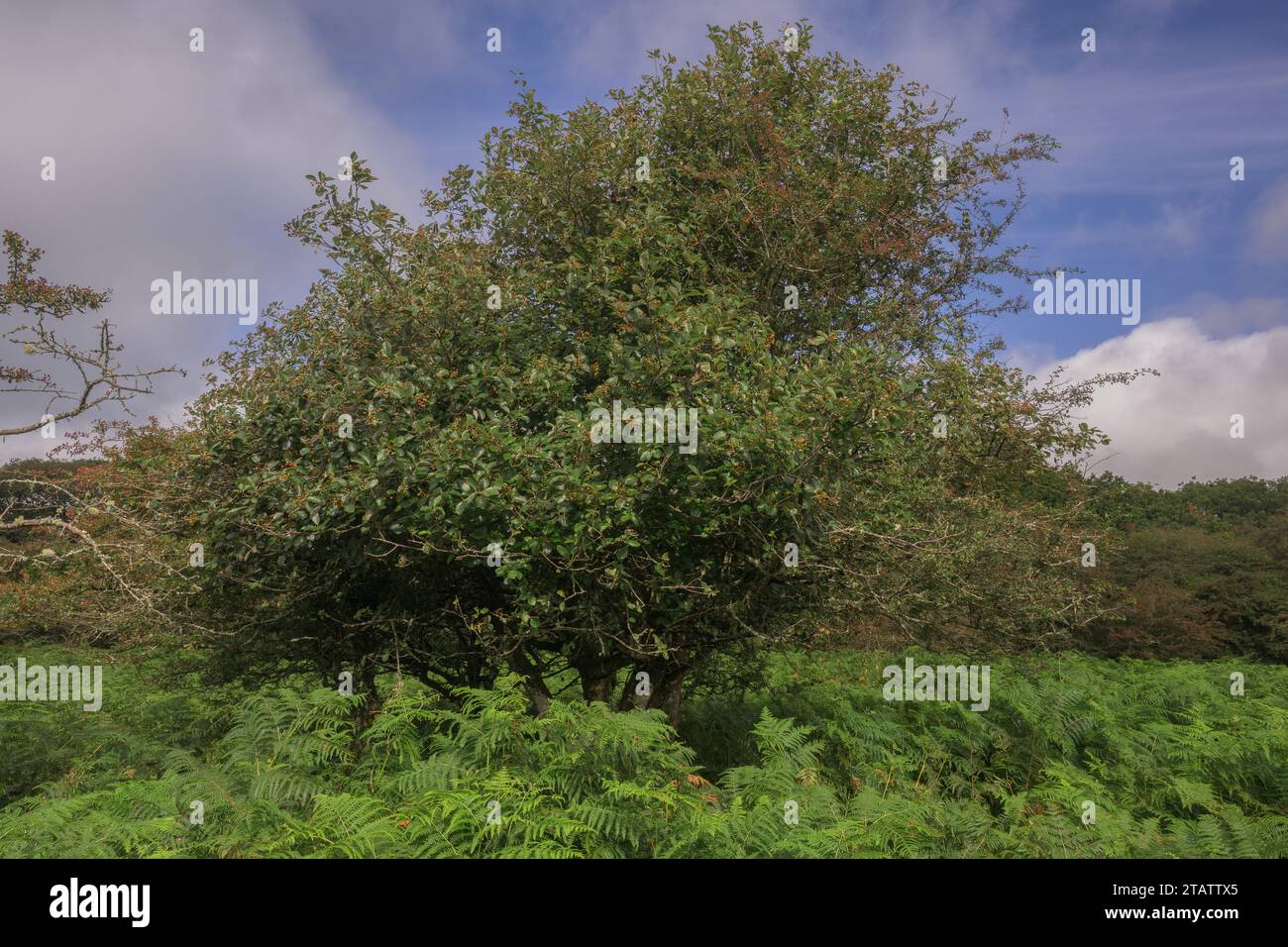 Devon whitebeam, Sorbus devoniensis, in fruit on Roborough Down ...