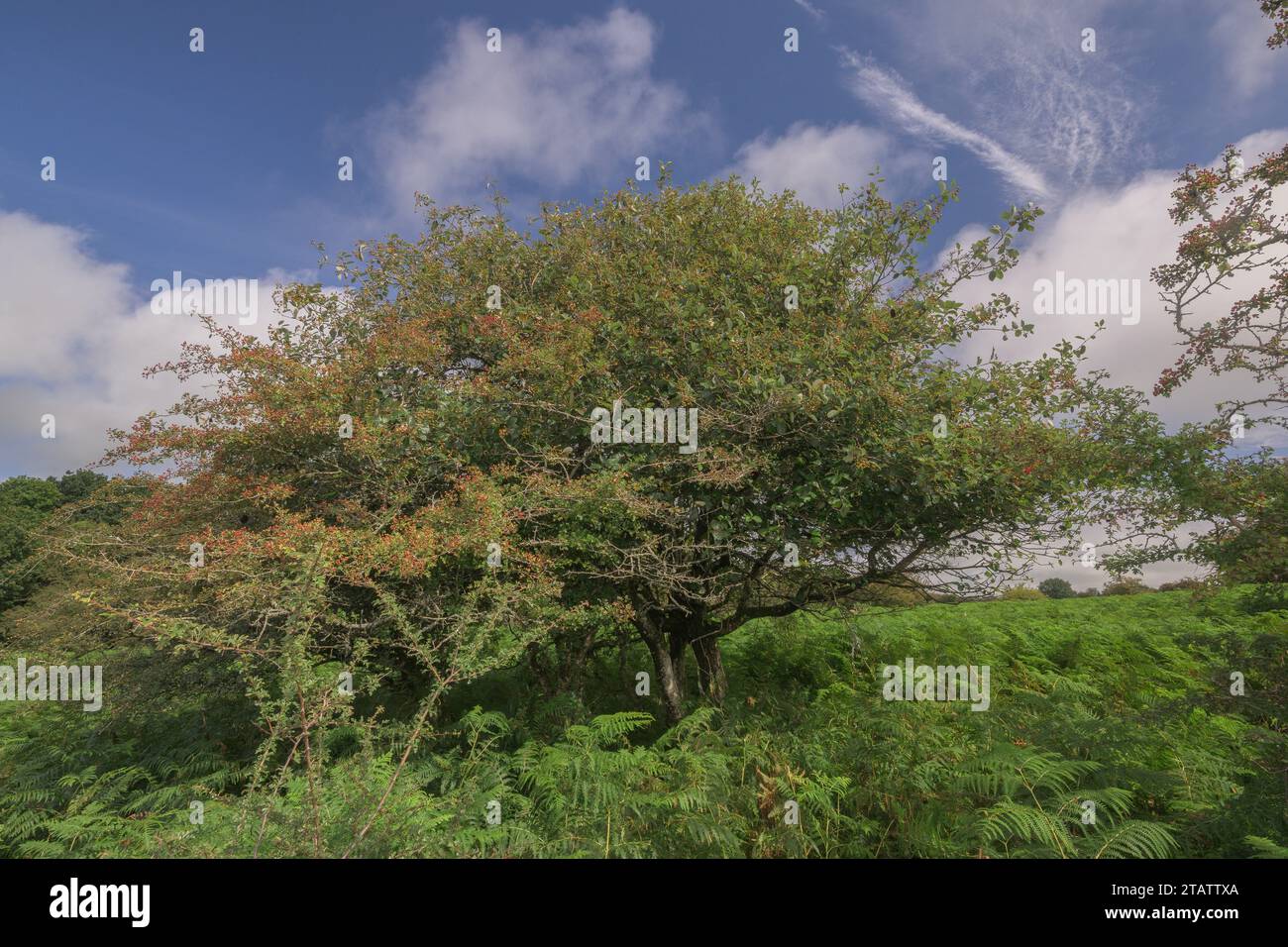 Devon whitebeam, Sorbus devoniensis, in fruit on Roborough Down ...
