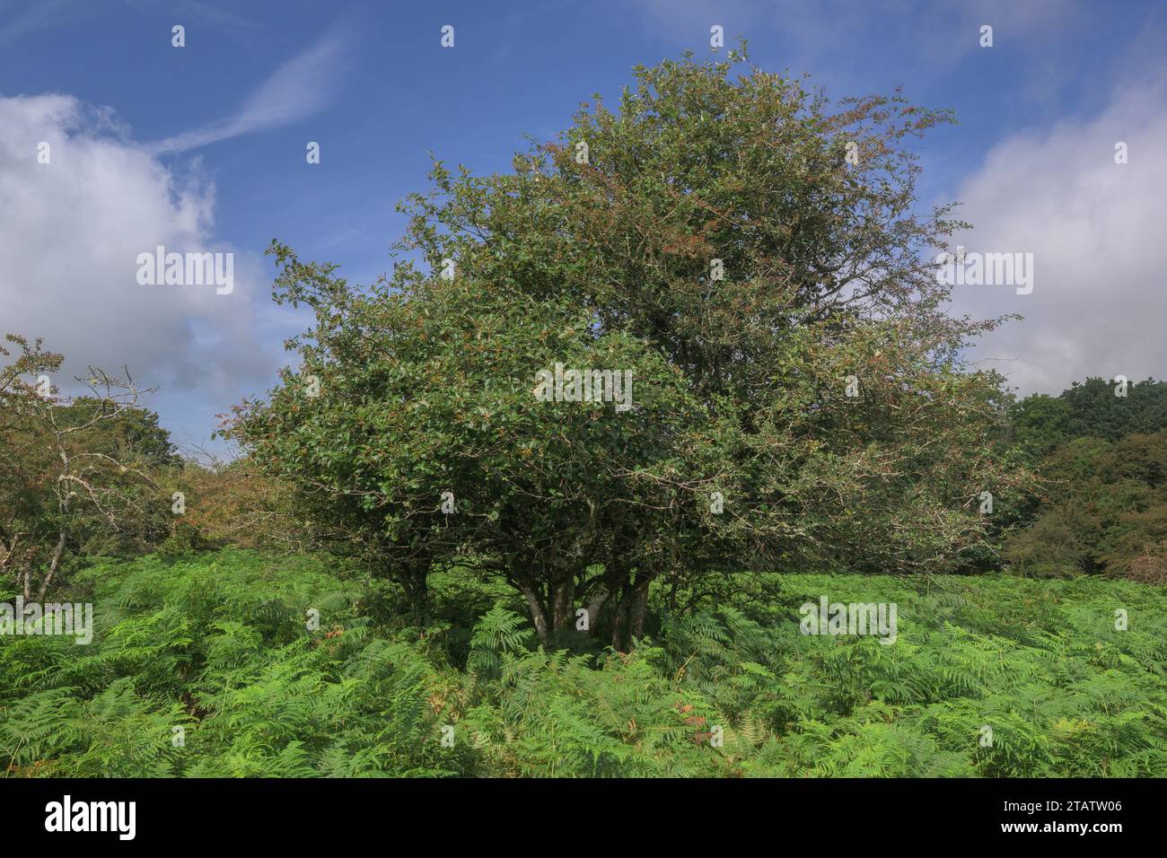 Devon whitebeam, Sorbus devoniensis, in fruit on Roborough Down ...