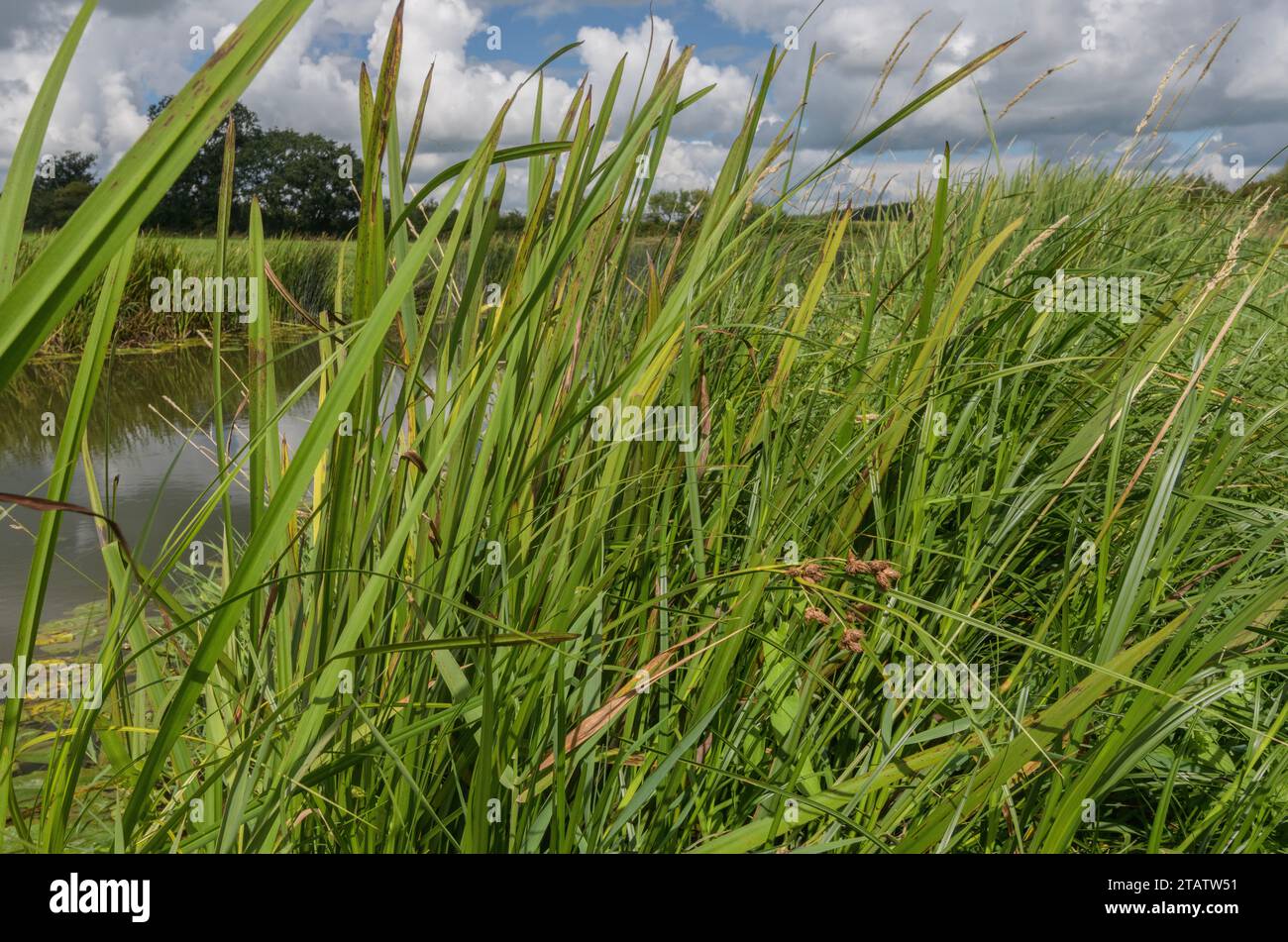 Pedunculate Club-rush, Bolboschoenus laticarpus growing in the River ...