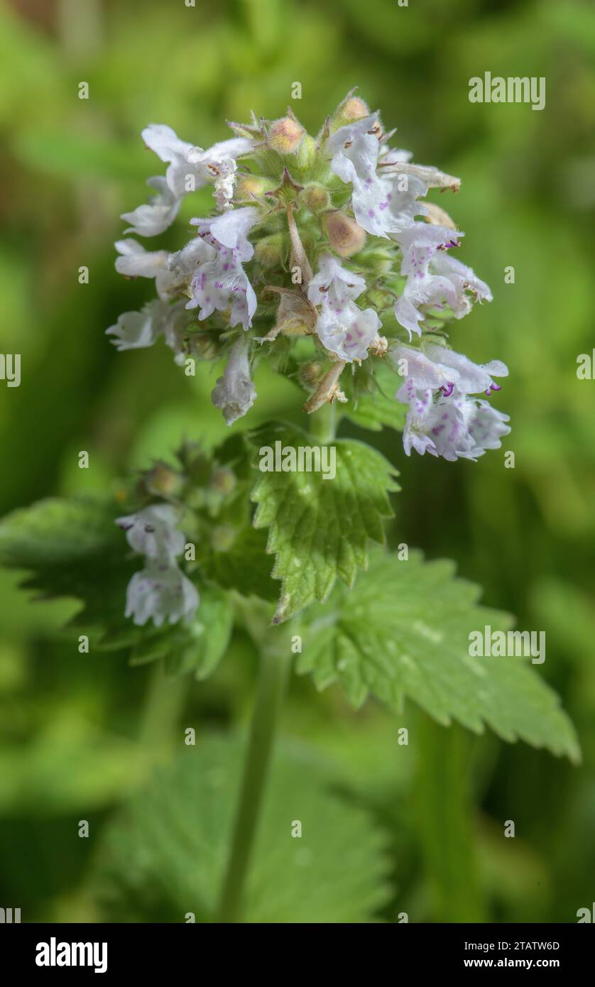 Catmint flower hi-res stock photography and images - Alamy