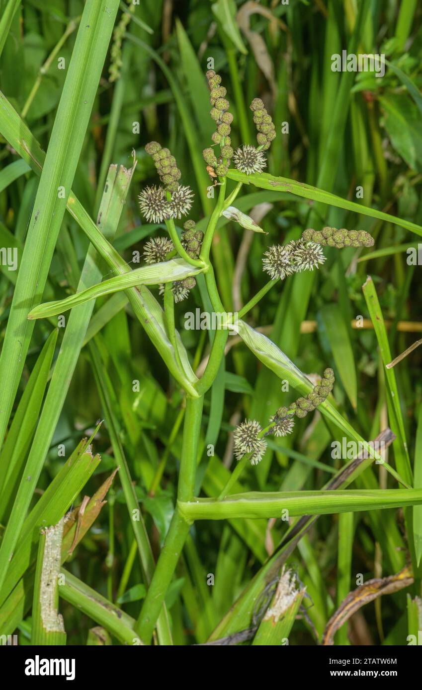 Branched bur-reed, Sparganium erectum, in flower in a ditch on the ...