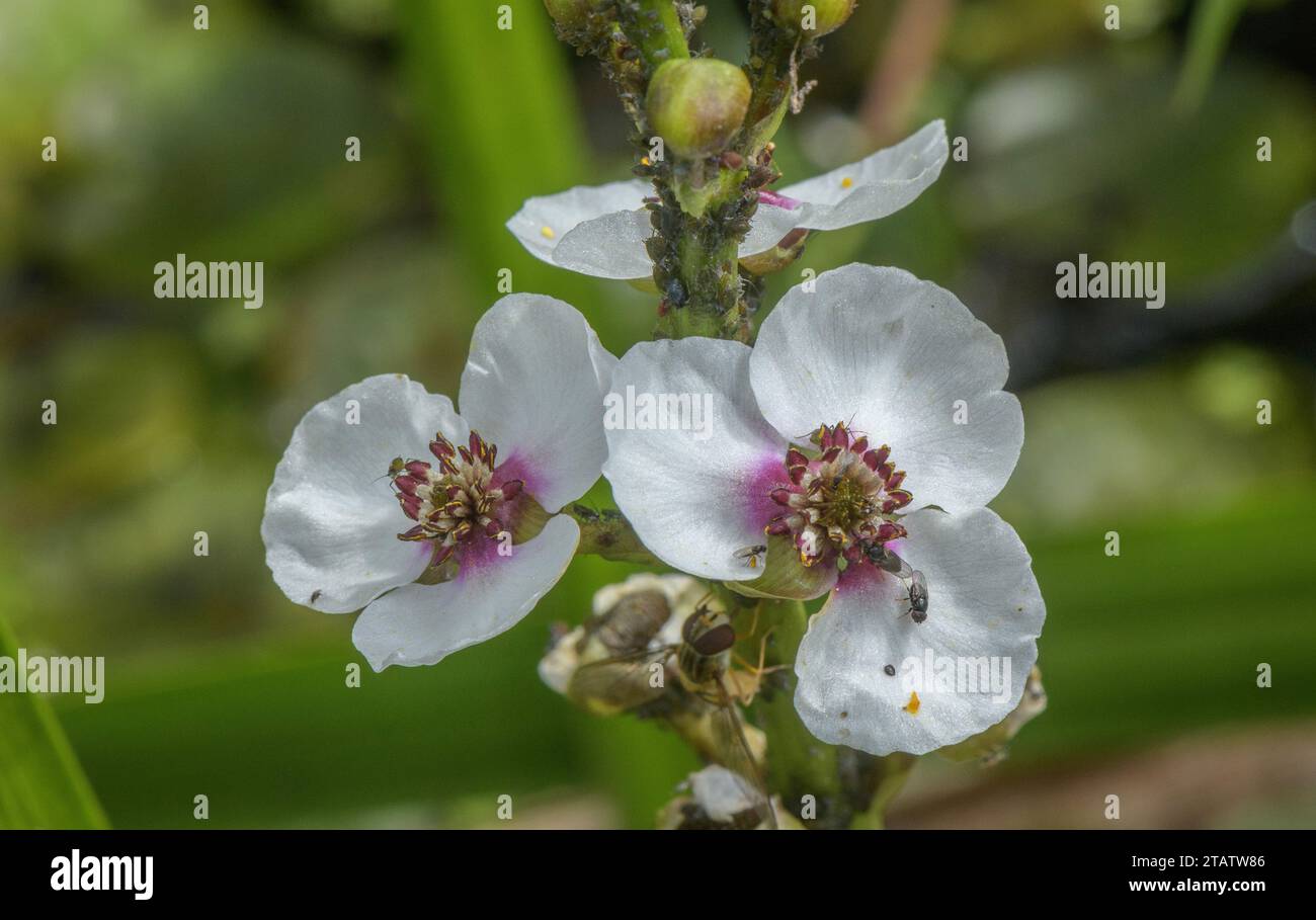 Common Arrowhead, Sagittaria sagittifolia, in flower in a ditch ...