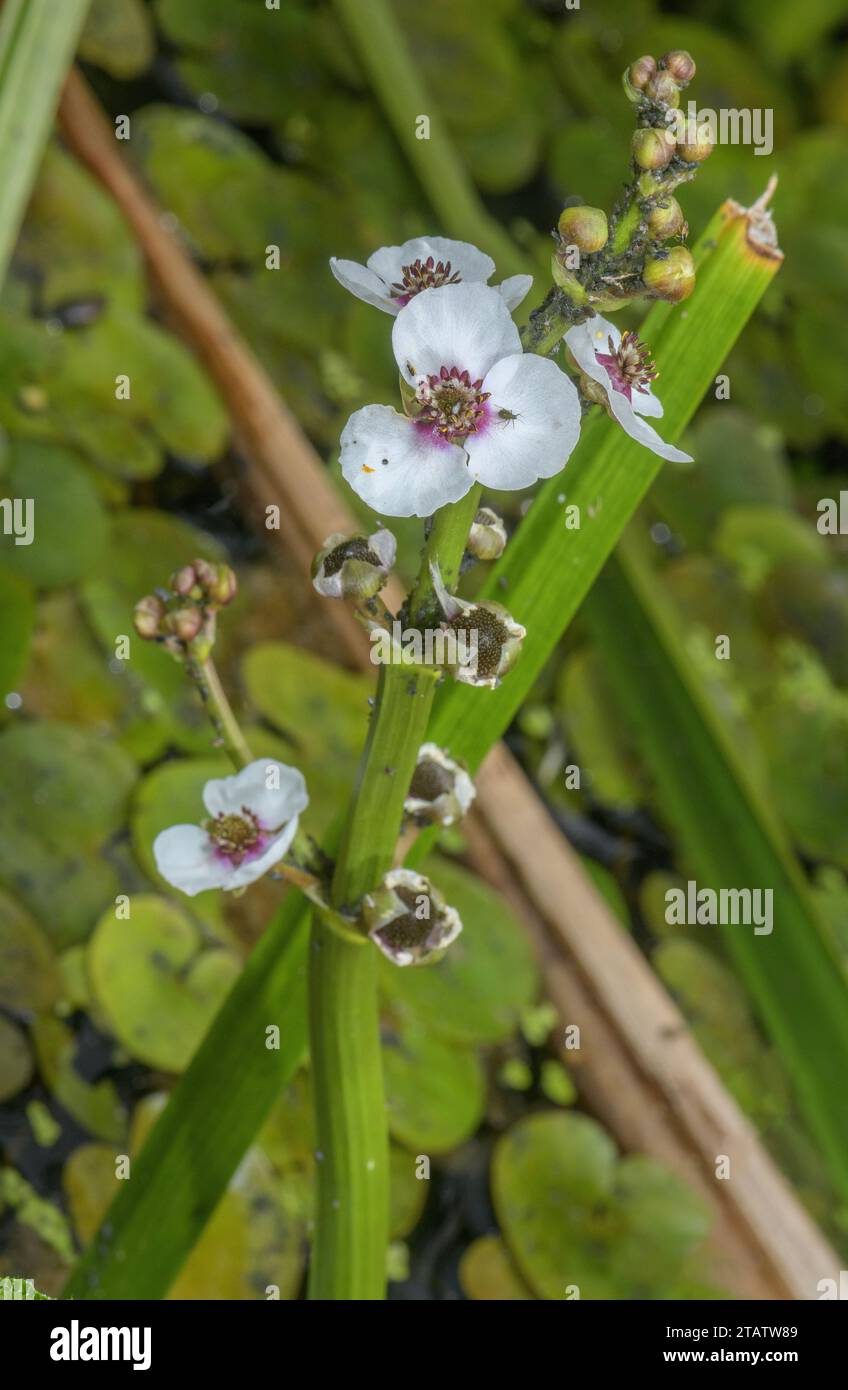 Common Arrowhead, Sagittaria sagittifolia, in flower in a ditch ...