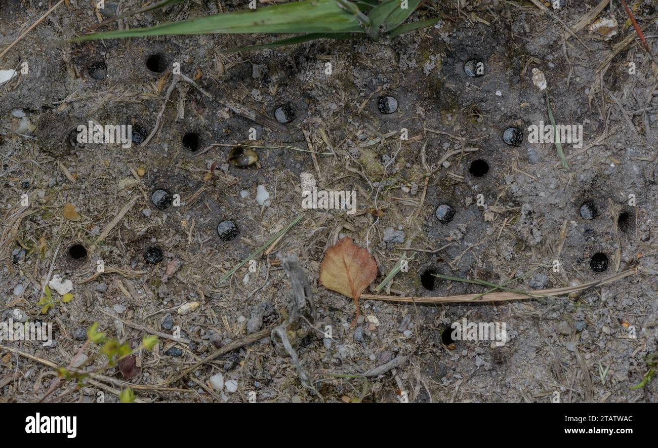 Larvae of Green tiger beetle, Cicindela campestris living in a group on ...