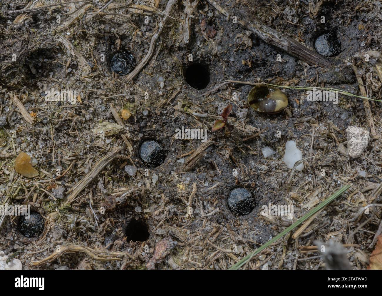 Cicindela campestris larvae hi-res stock photography and images - Alamy