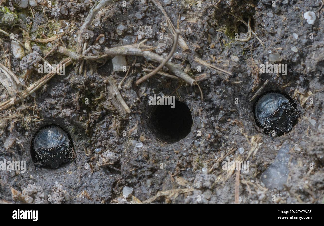 Larvae of Green tiger beetle, Cicindela campestris living in a group on ...