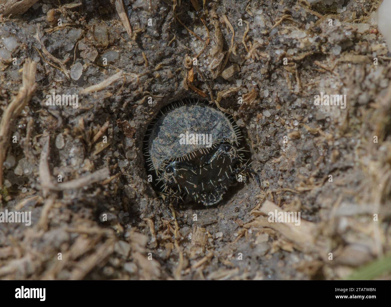 Cicindela campestris larvae hi-res stock photography and images - Alamy