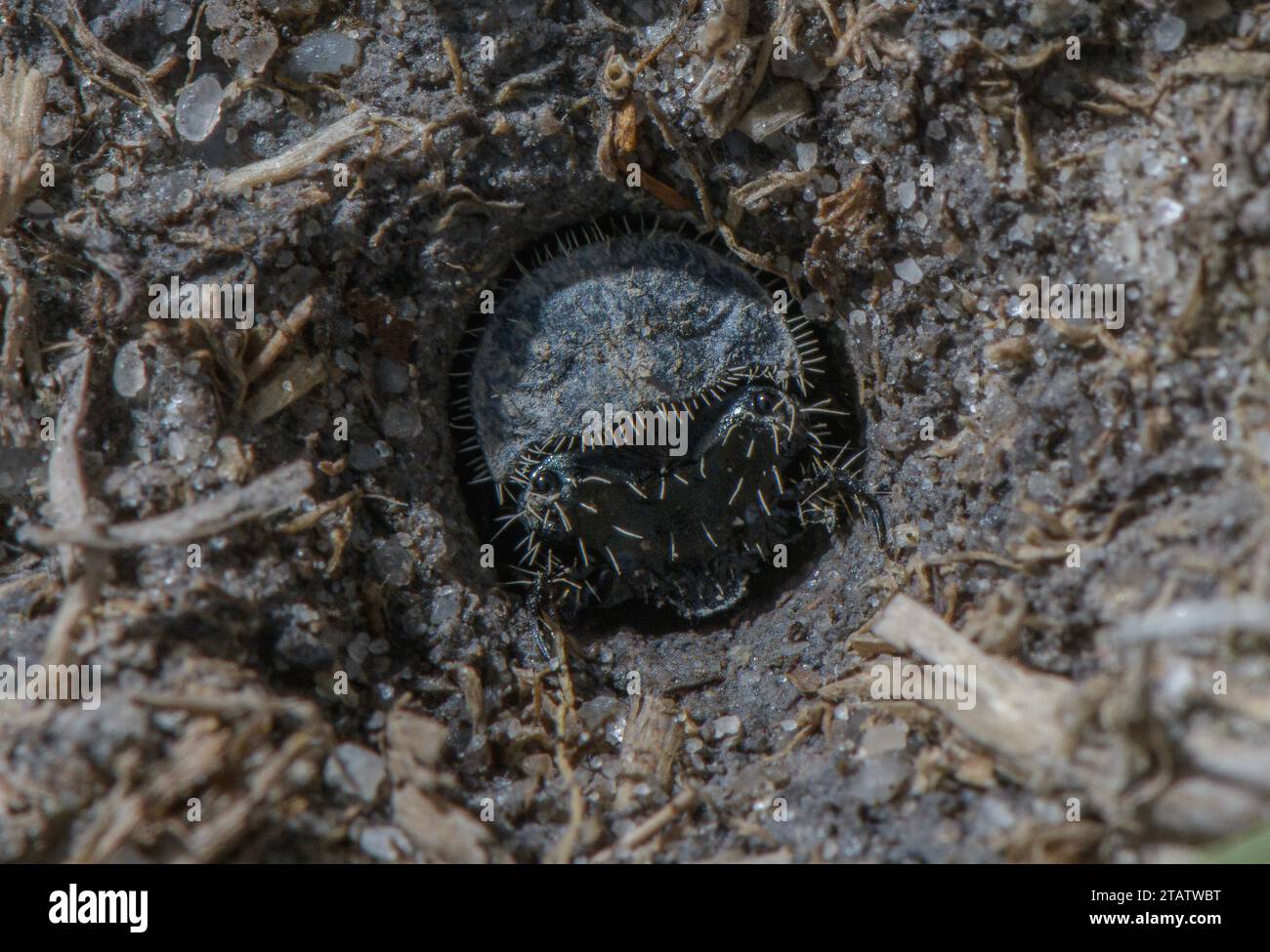 Larva of Green tiger beetle, Cicindela campestris, part of a group on ...