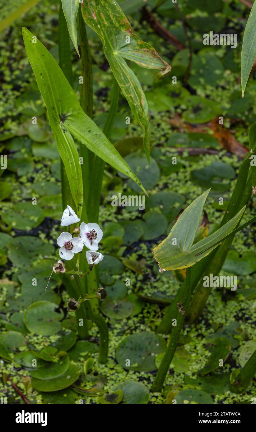 Common Arrowhead, Sagittaria sagittifolia, in flower in a ditch ...