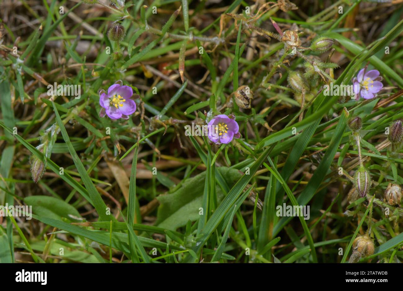 Sand-Spurrey, Spergularia rubra on heathland, Dorset Stock Photo - Alamy