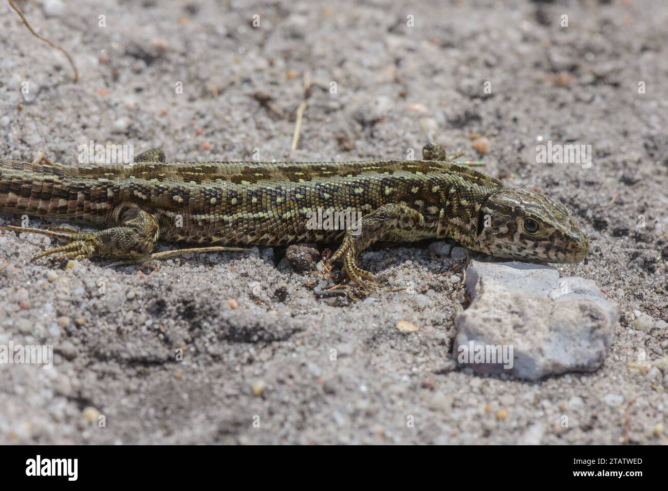 Female Sand Lizard, Lacerta agilis on sandy track, Hartland Moor ...