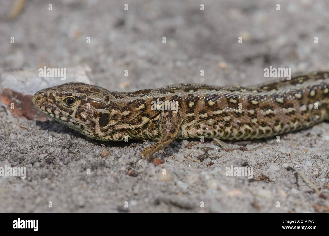 Female Sand Lizard, Lacerta agilis on sandy track, Hartland Moor ...