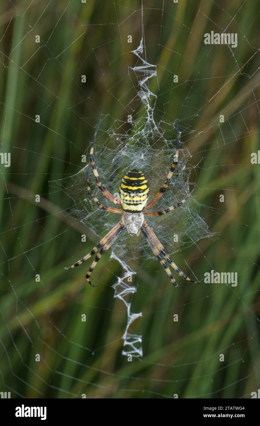 Stabilimenum hi-res stock photography and images - Alamy