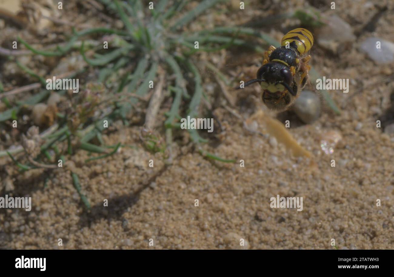 Female Bee-wolf, Philanthus triangulum, carrying a honey-bee to its ...