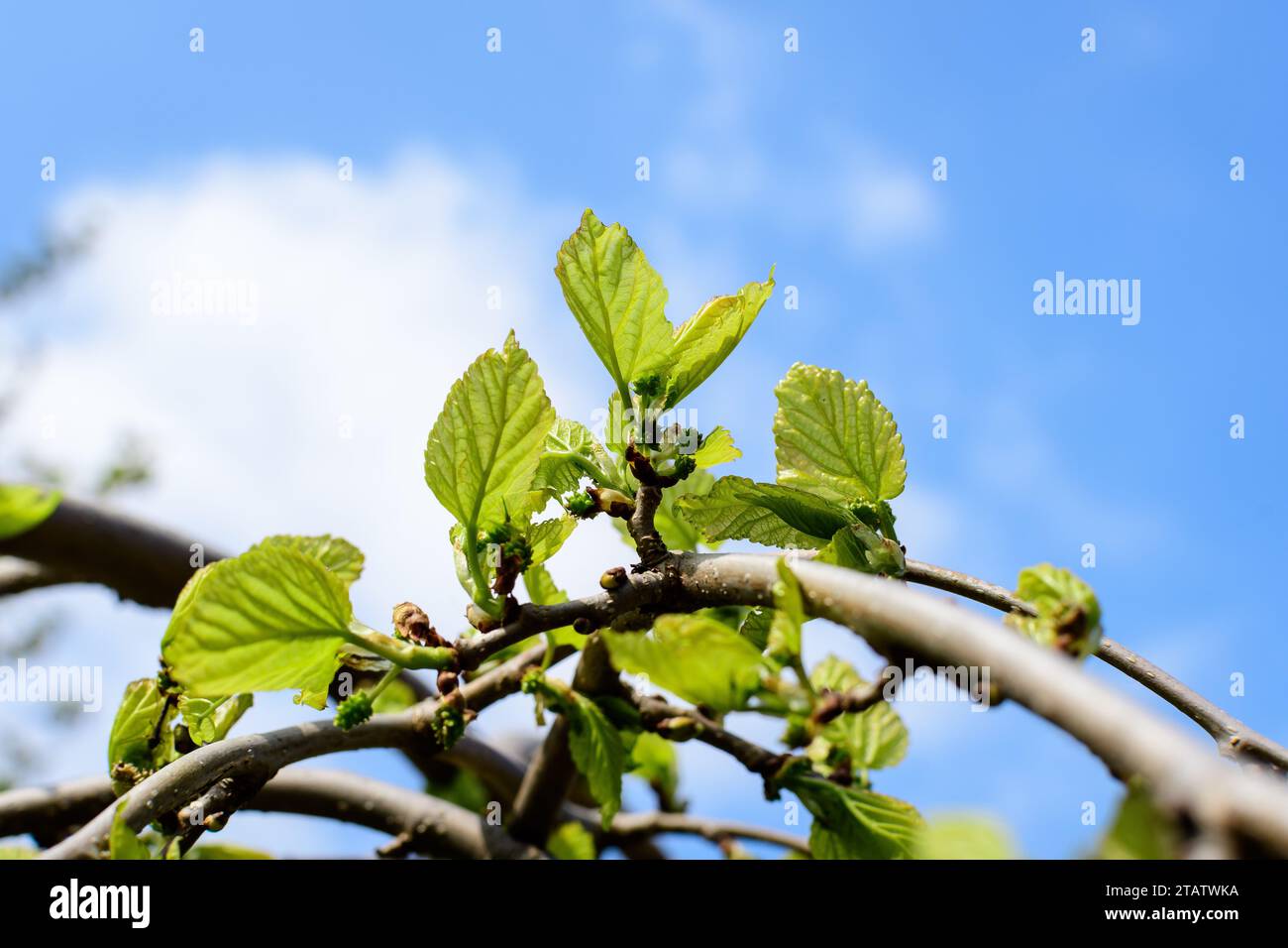 Small flower buds and green leaves of wild mulberry tree, also known as ...