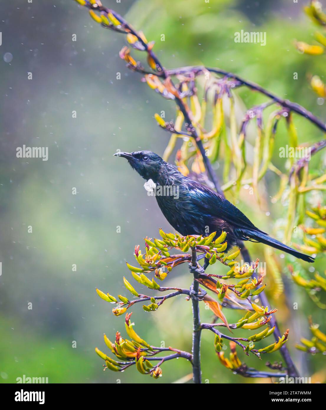 Tui bird perched on native New Zealand Flax in the rain. Auckland ...