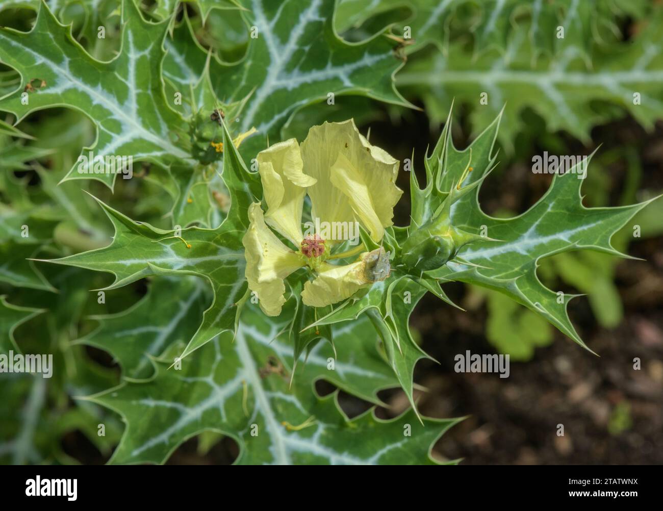 Mexican prickly poppy, Argemone mexicana, in flower Stock Photo - Alamy