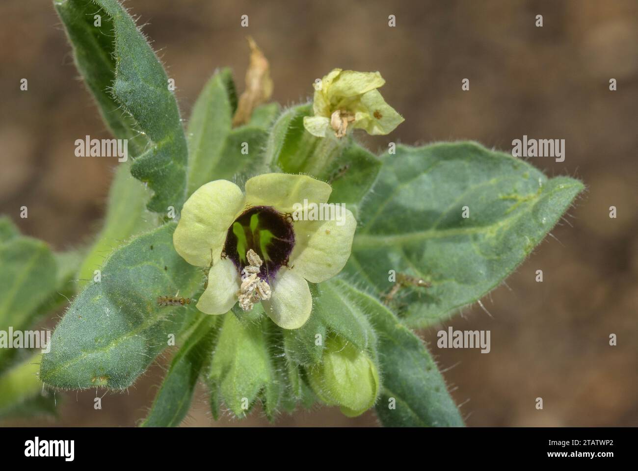 Yellow henbane, Hyoscamus albus, in flower. Mediterranean Stock Photo ...