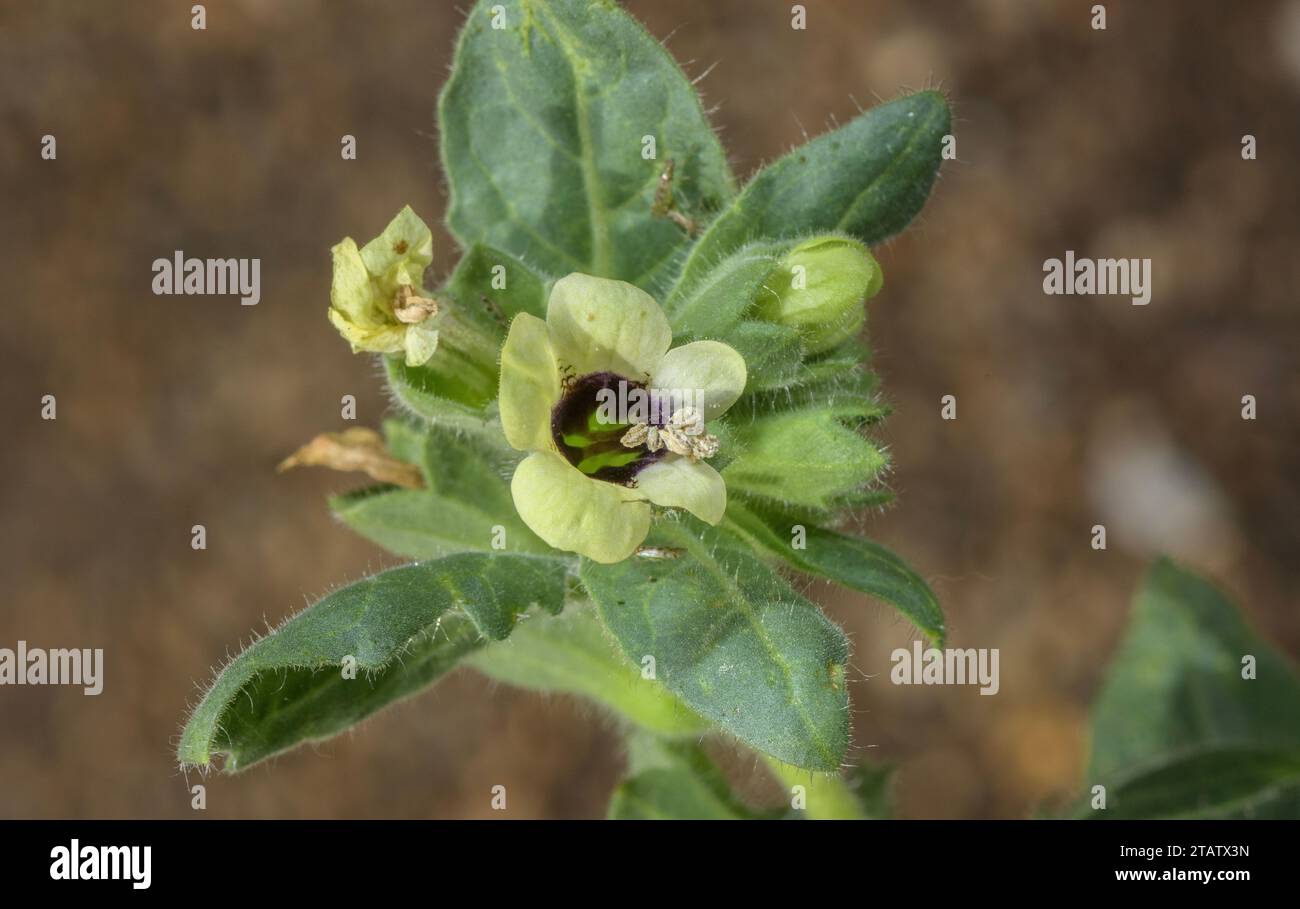 Yellow henbane, Hyoscamus albus, in flower. Mediterranean Stock Photo ...
