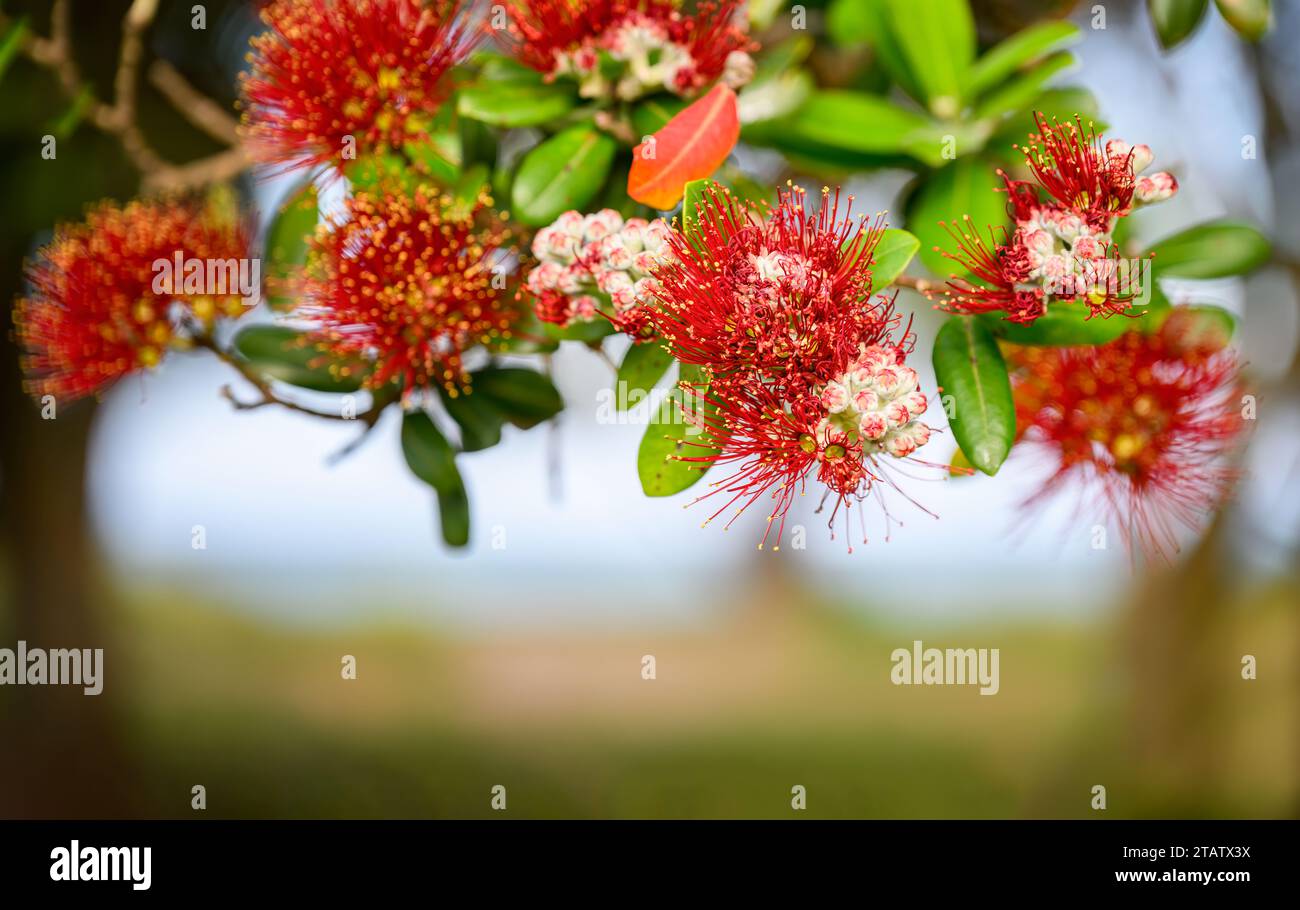 Red Pohutukawa flowers with blurred coastal background. New Zealand ...