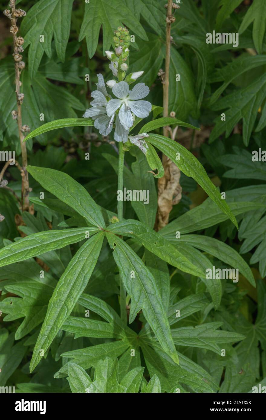White checkerbloom, Sidalcea candida, in flower; eastern North America ...