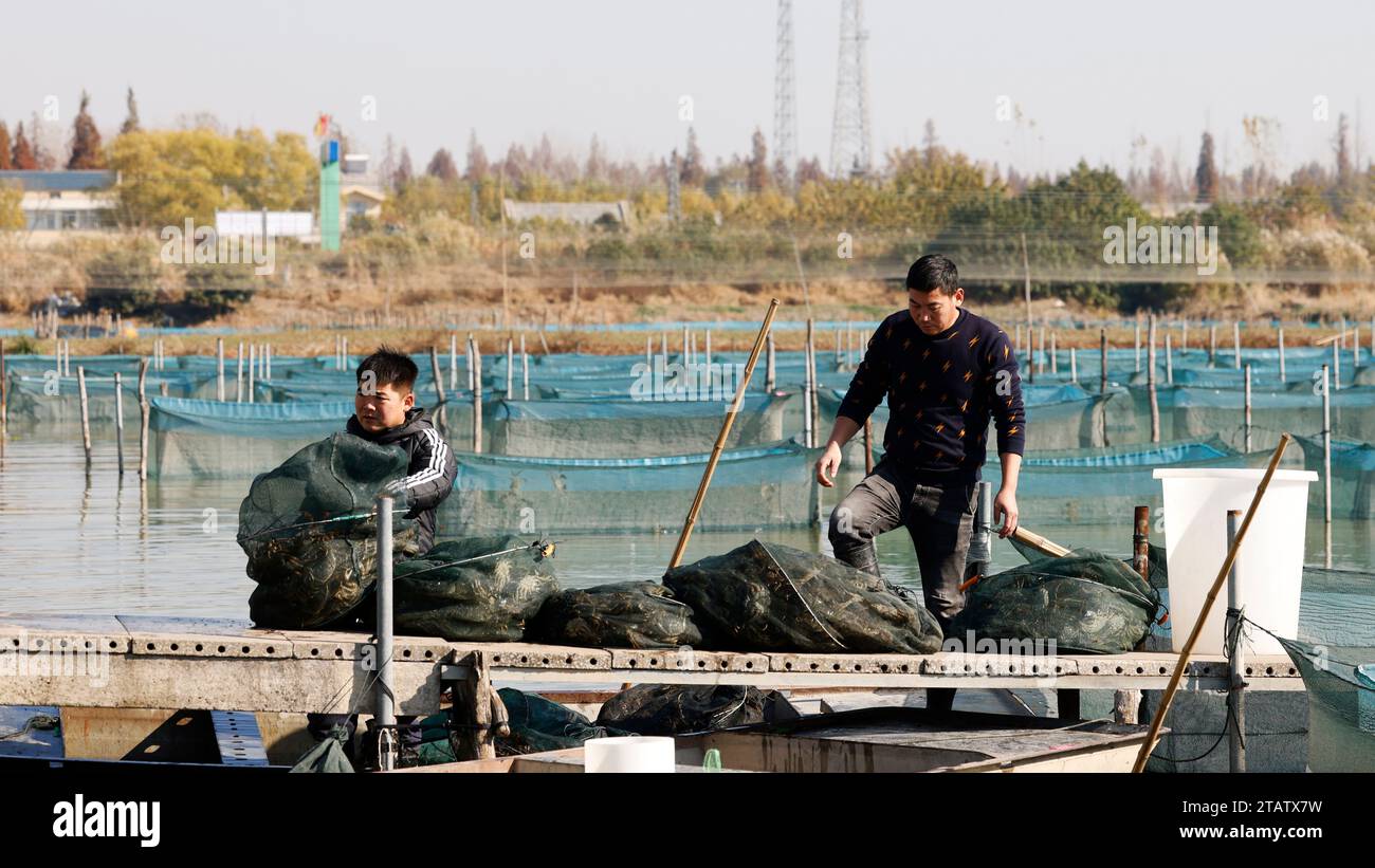 SUQIAN, CHINA - DECEMBER 2, 2023 - Crab farmers catch crabs at a hairy ...
