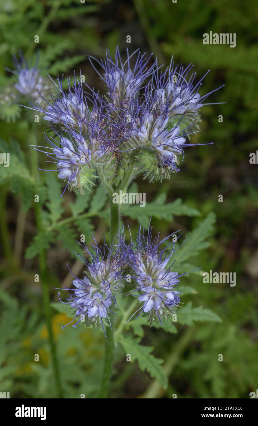 Lacy phacelia, Phacelia tanacetifolia, in flower; south-western USA ...