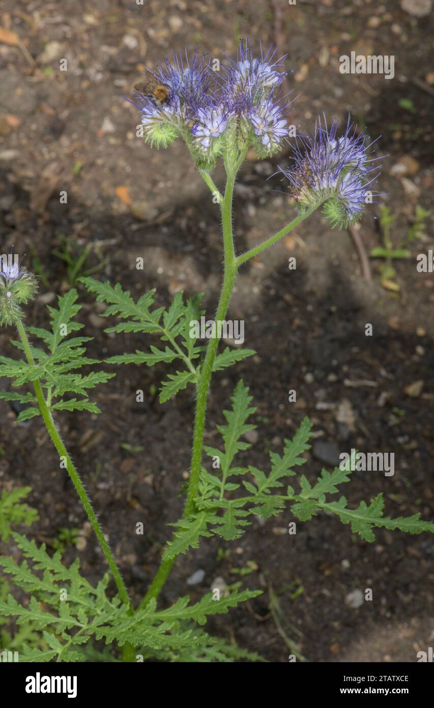 Lacy phacelia, Phacelia tanacetifolia, in flower; south-western USA ...