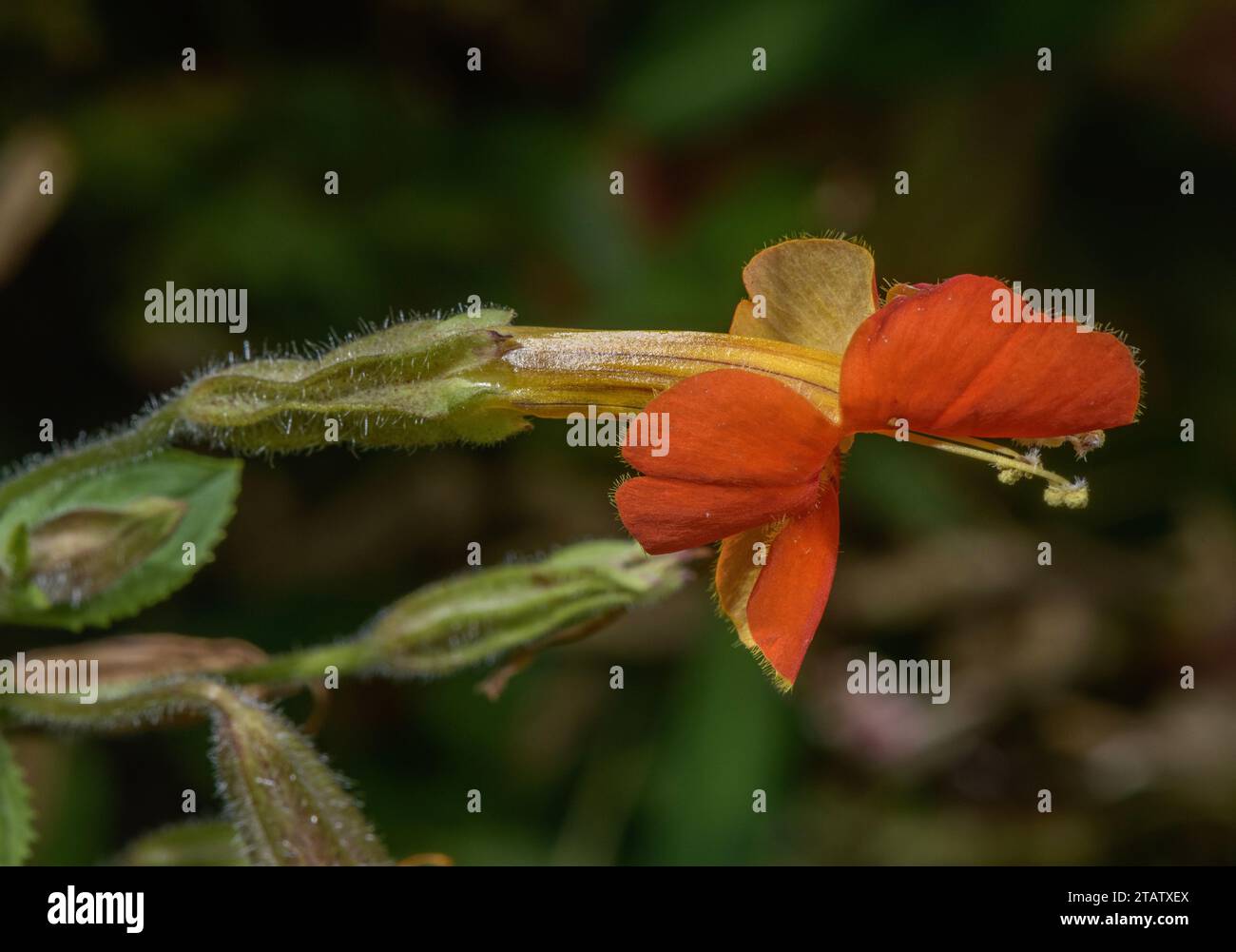 Scarlet monkeyflower, Erythranthe cardinalis, in flower, south-western ...