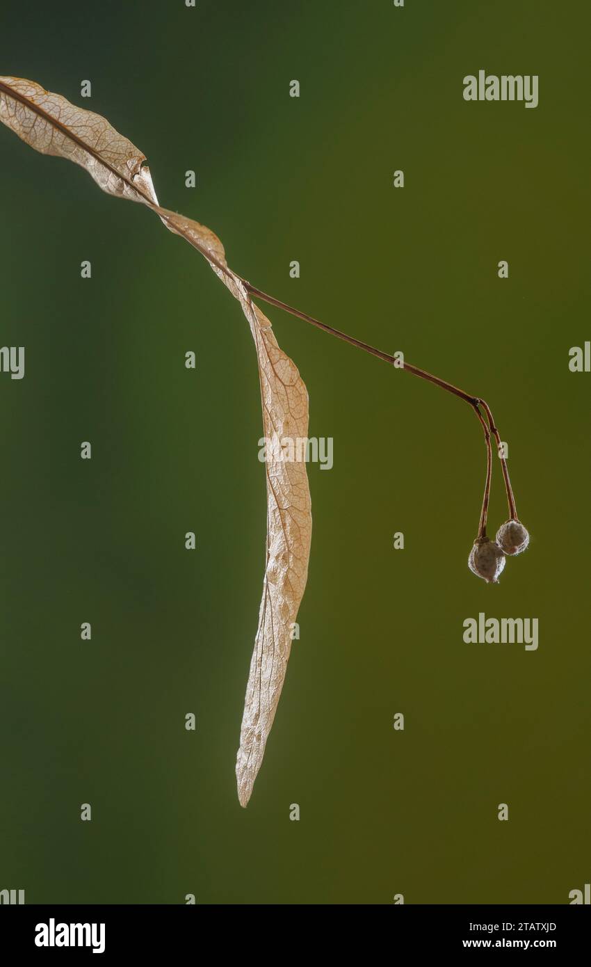 Tilia x europaea blossom hi-res stock photography and images - Alamy