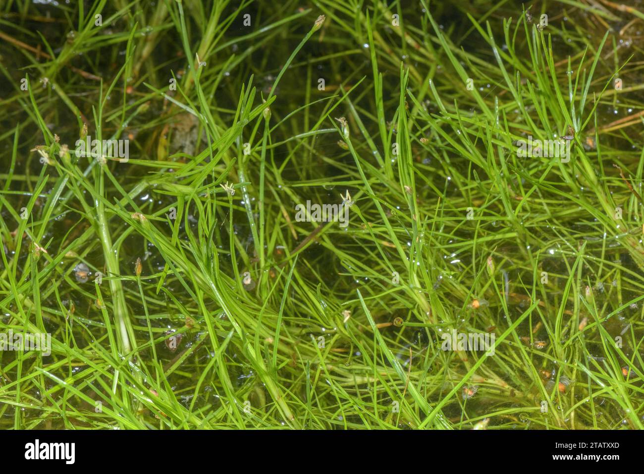 Floating wildflowers hi-res stock photography and images - Alamy