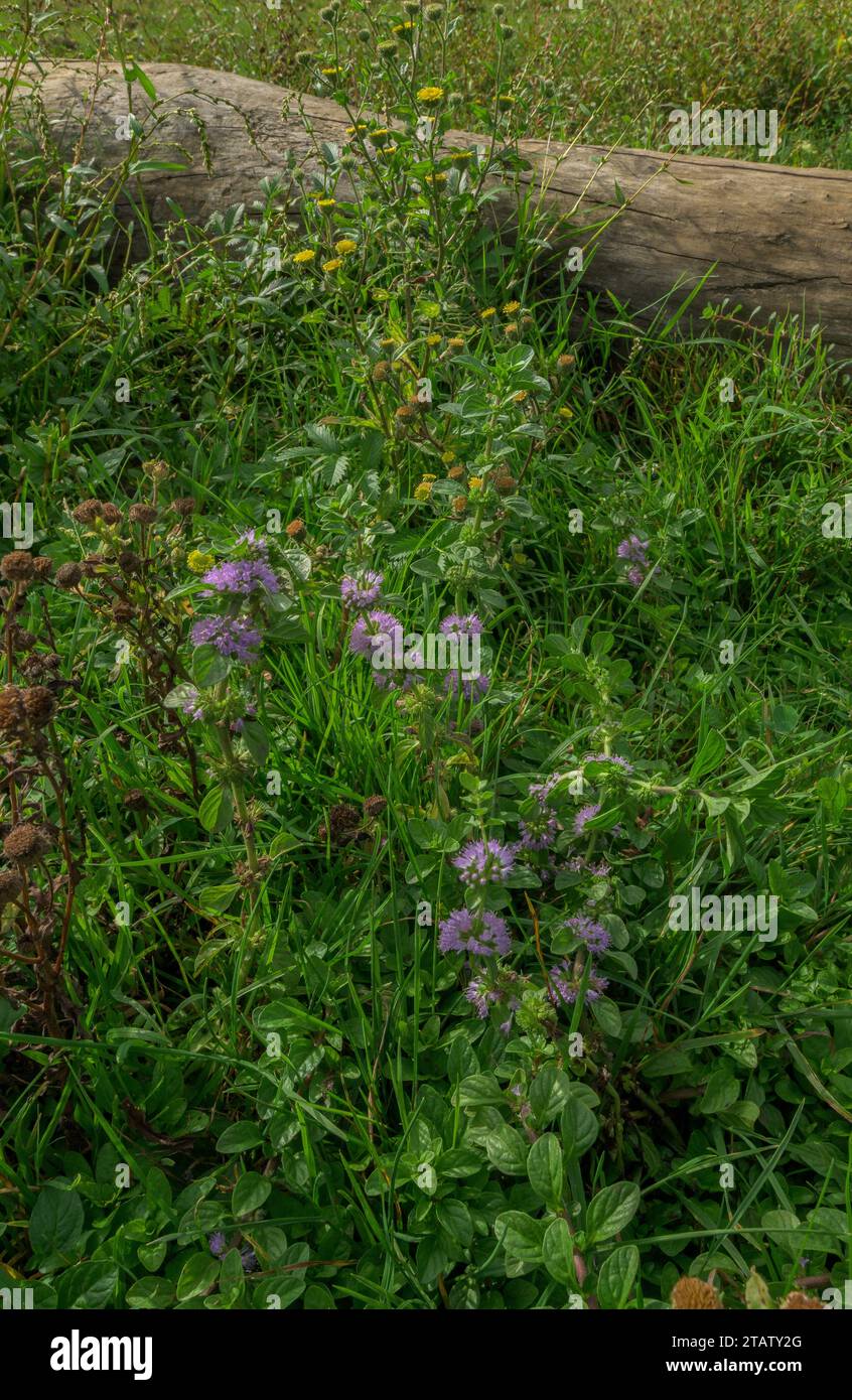 Two New Forest rarities of grazed commons: Small Fleabane, Pulicaria ...