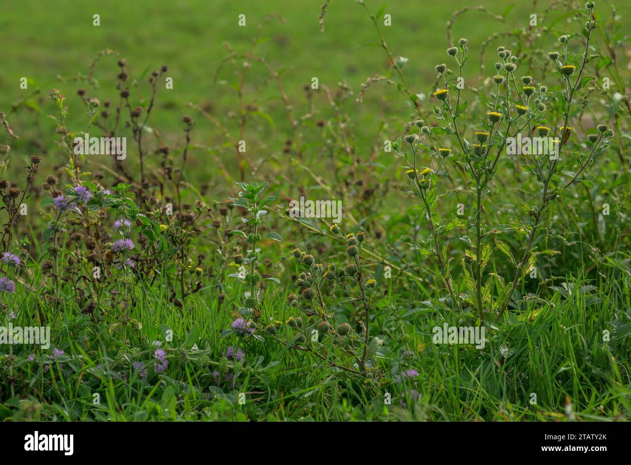 Two New Forest rarities of grazed commons: Small Fleabane, Pulicaria ...