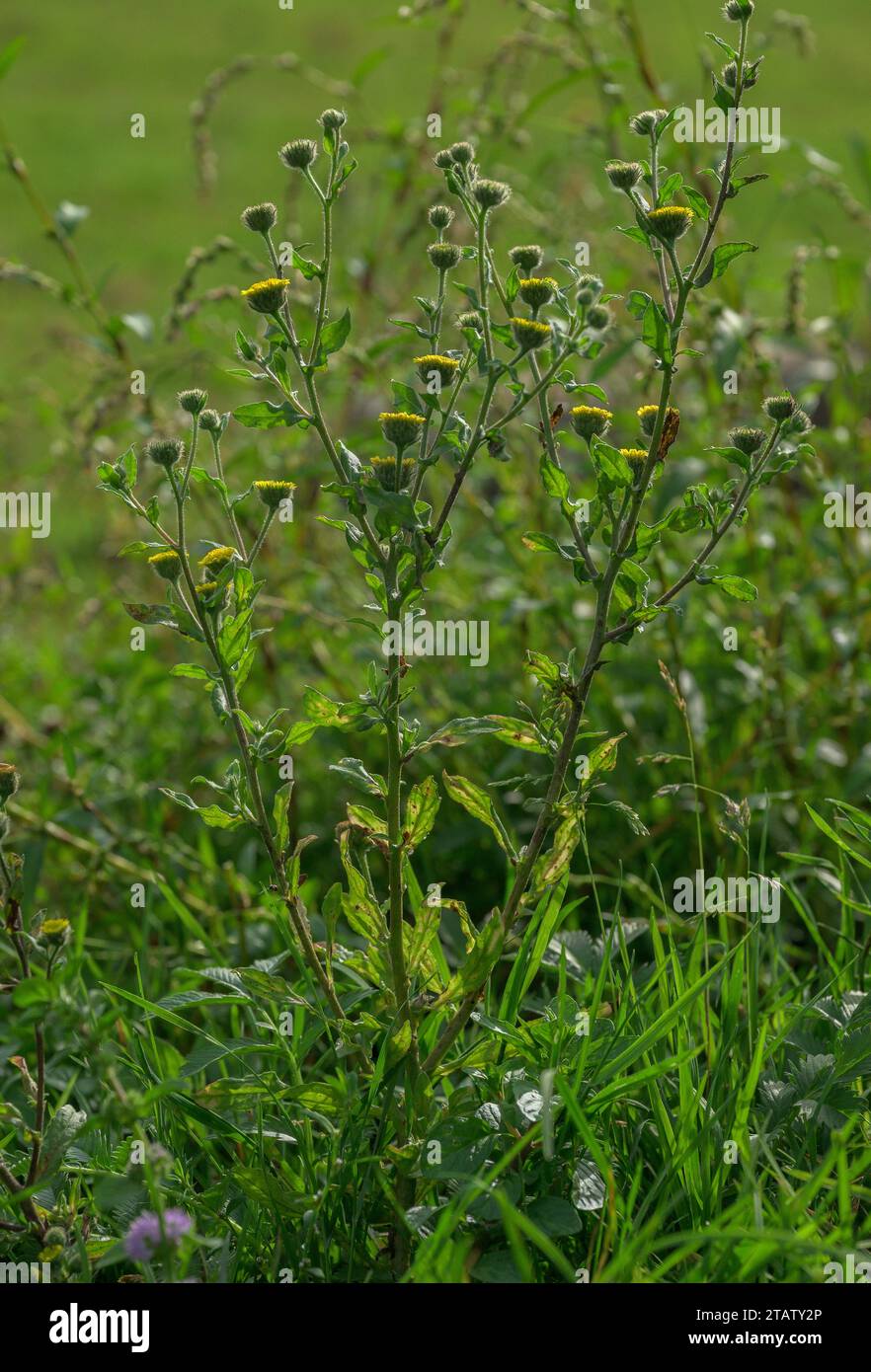 Small Fleabane, Pulicaria vulgaris, in flower; a rare annual plant of ...