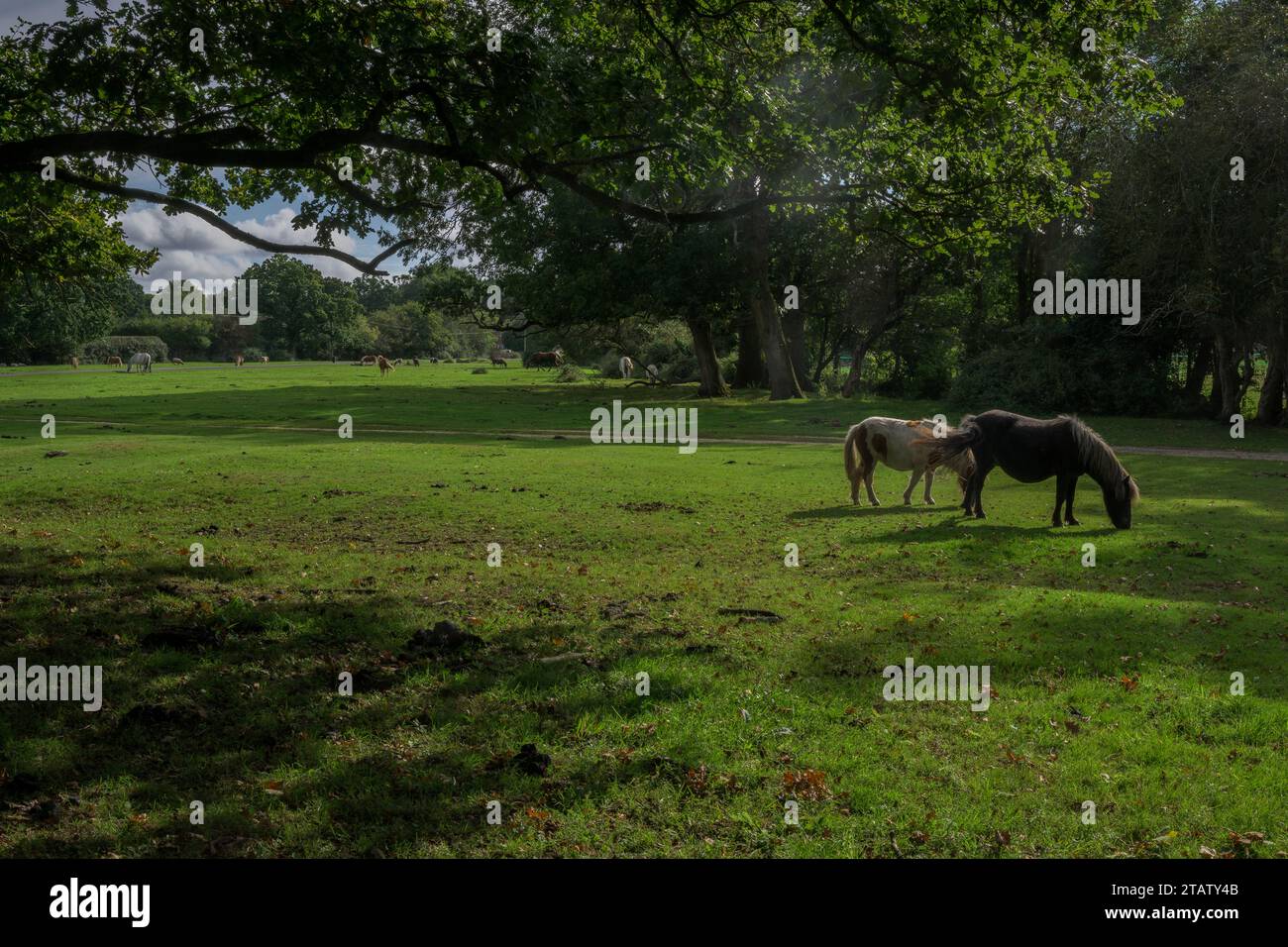Cadnam Common, New Forest, - a grazed common, with ponies and sheep ...