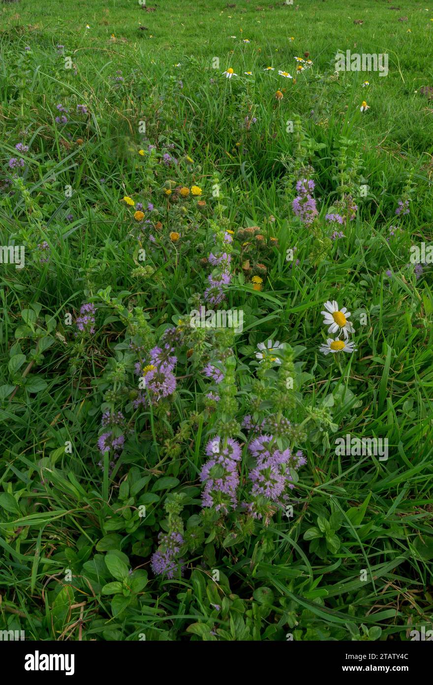 Three New Forest rarities, Small Fleabane, Pulicaria vulgaris ...