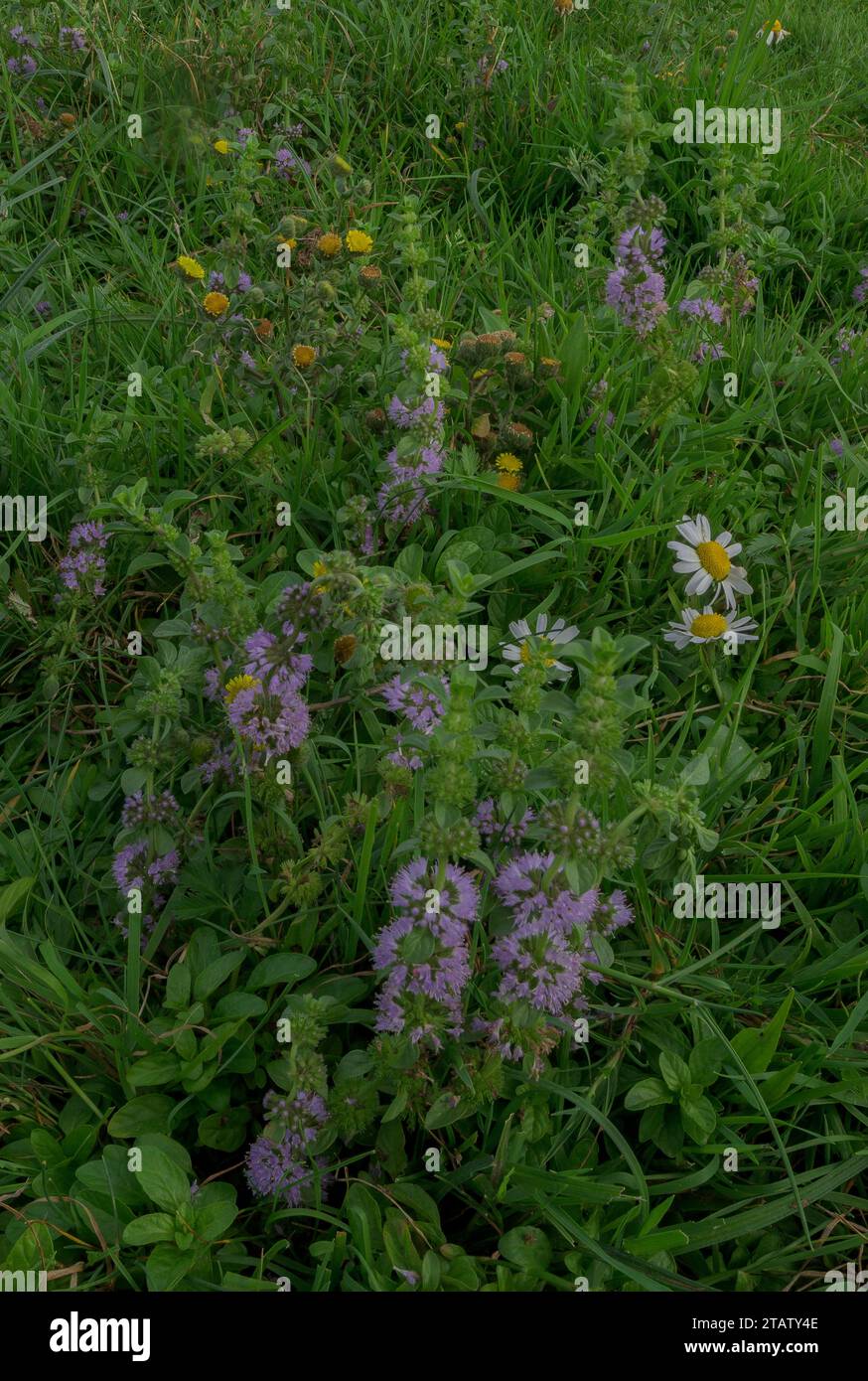 Three New Forest rarities, Small Fleabane, Pulicaria vulgaris ...